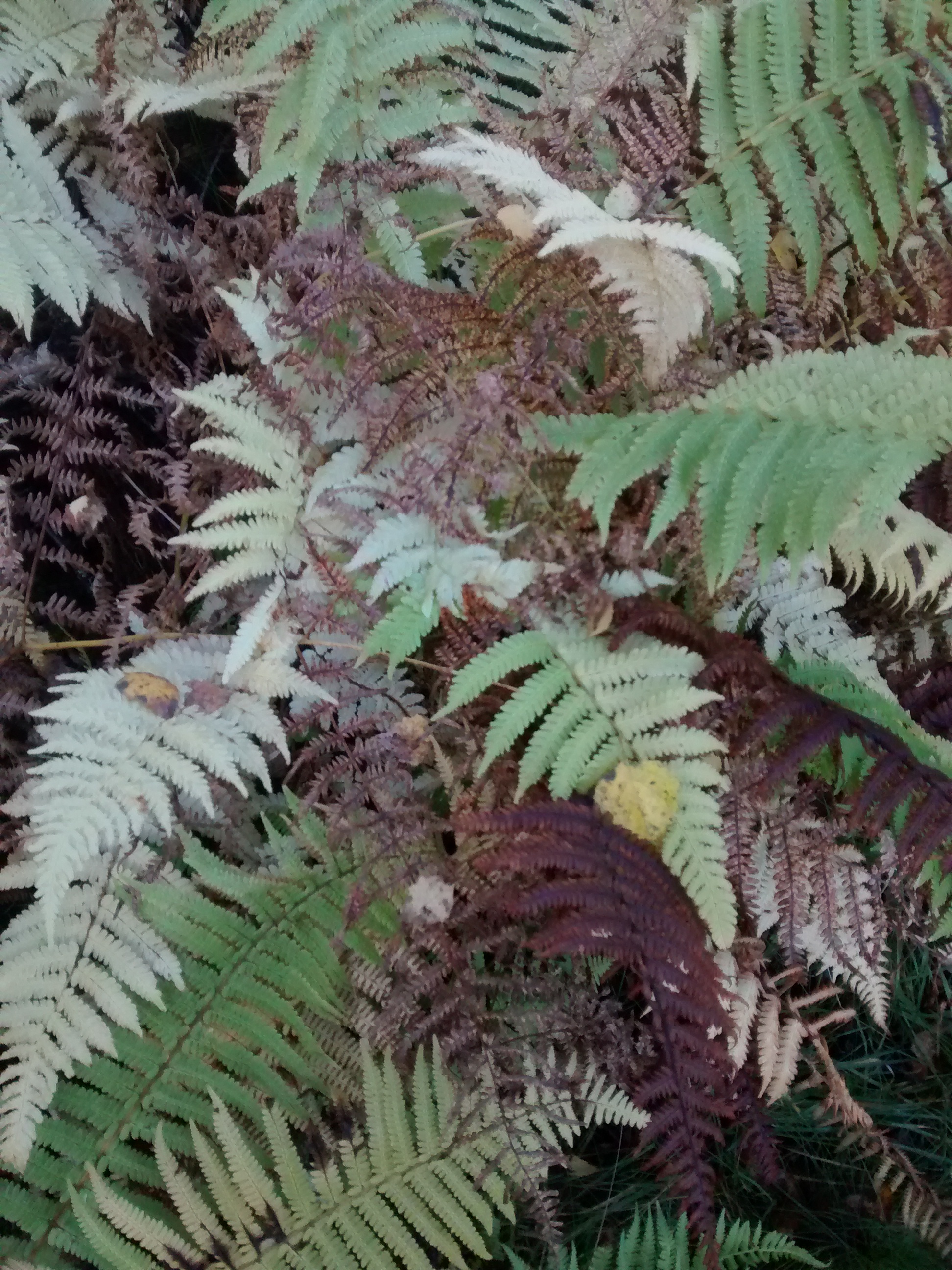 Supervision – ewan davidson